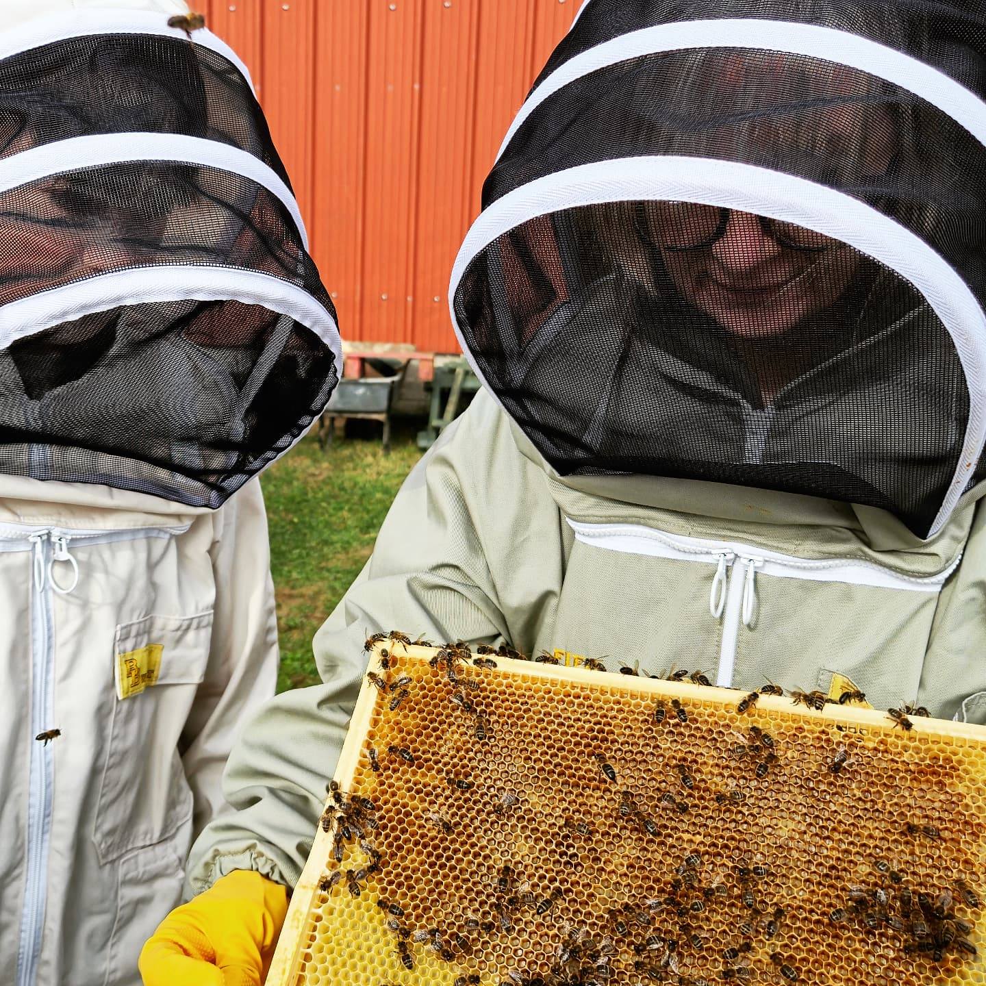 Basic Beekeeping Course – Fife Beekeepers Association